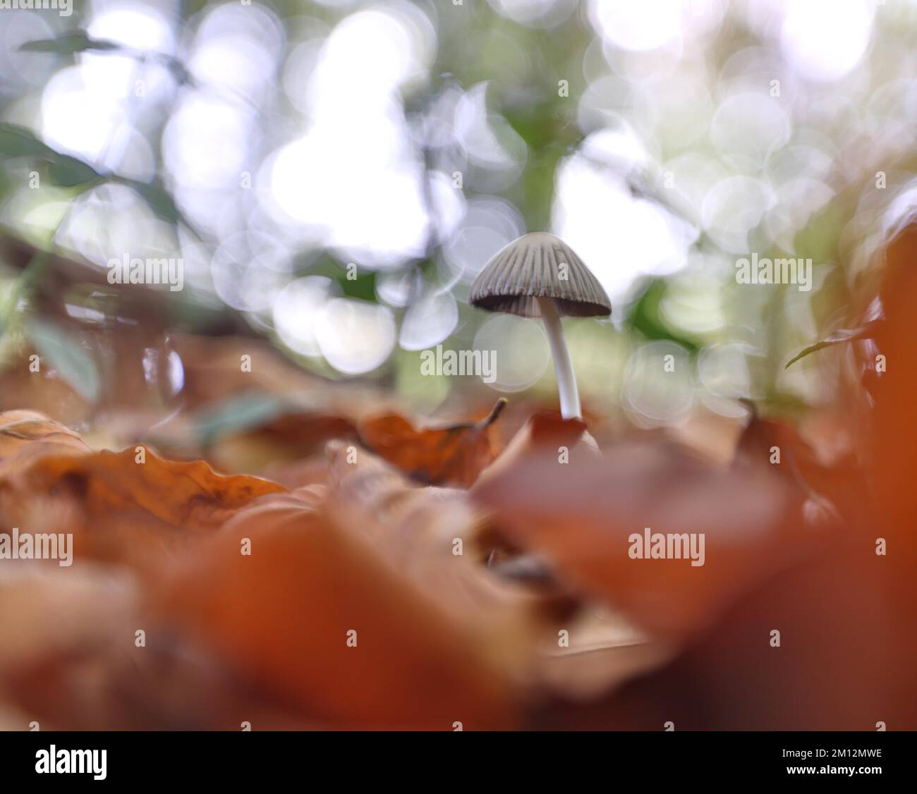 Small mushroom protruding from the carpet of leaves in a deciduous ...