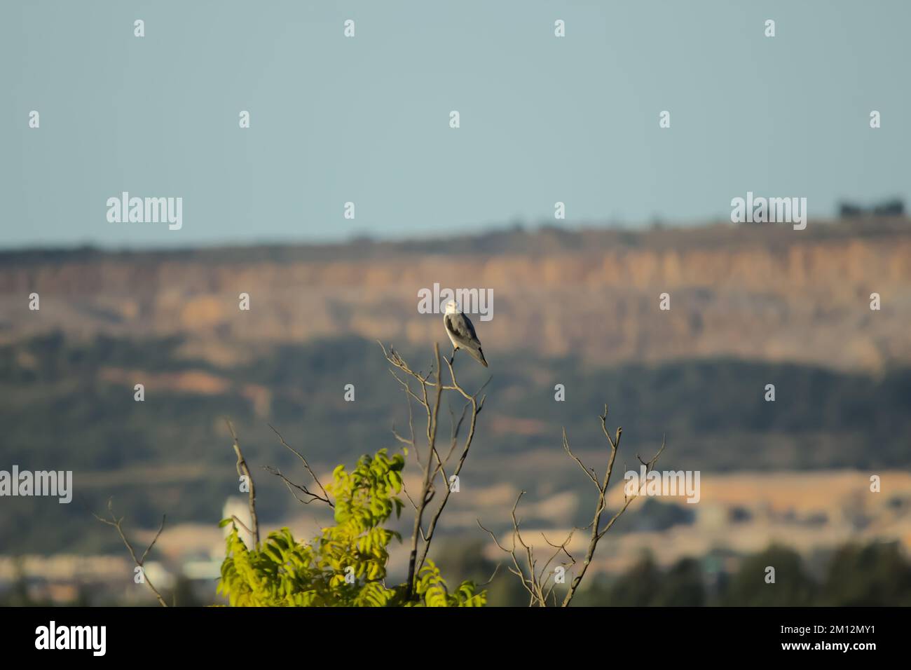 A beautiful view of red eyed hawk Stock Photo - Alamy