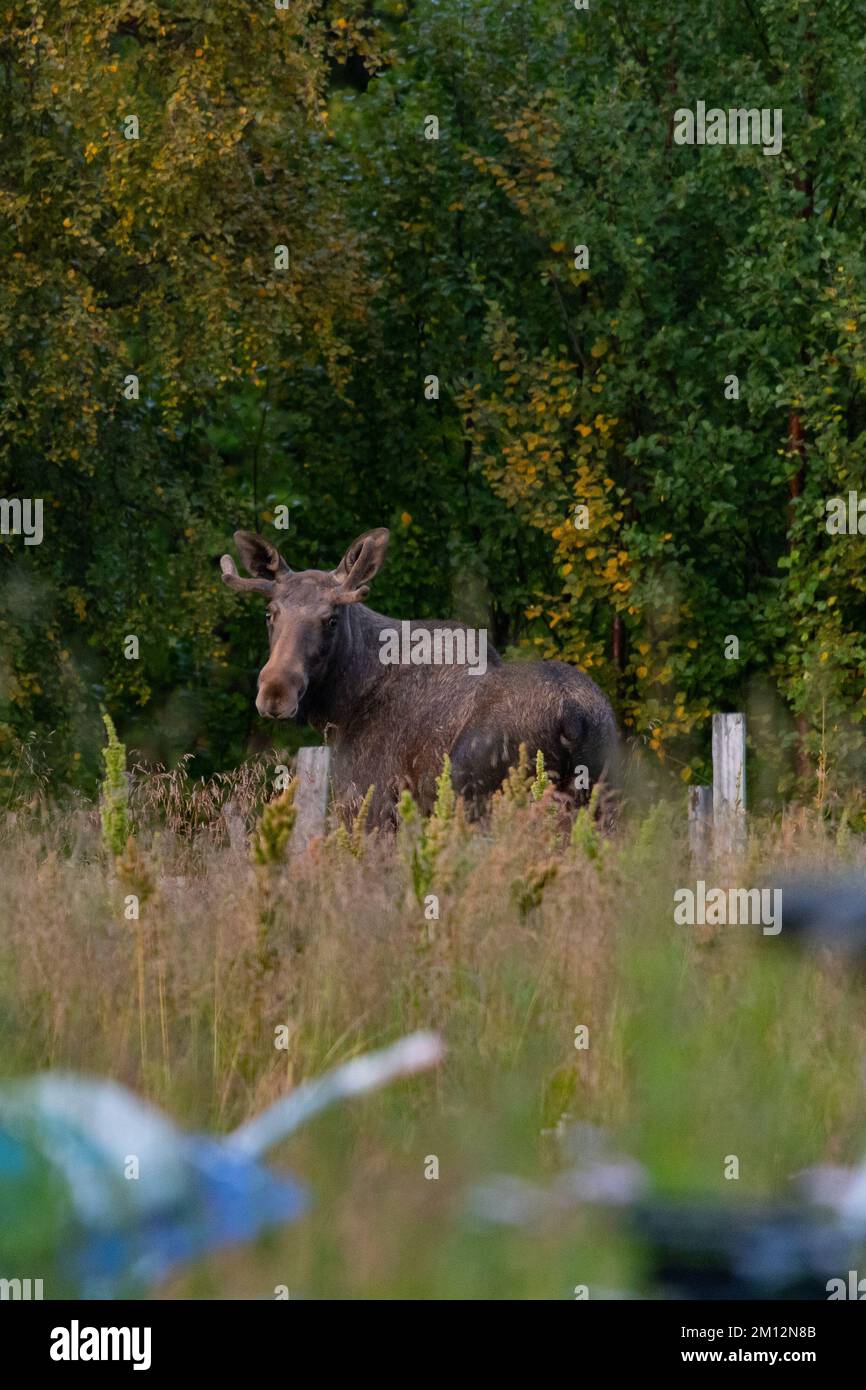 Moose lying on grass hi-res stock photography and images - Alamy