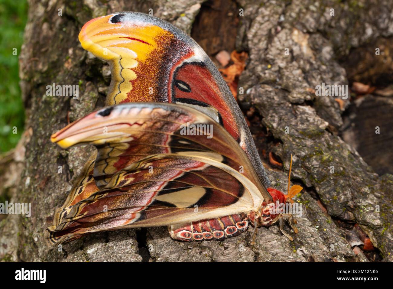 Atlas silkmoth moth with half-opened wings sitting on tree trunk seen ...