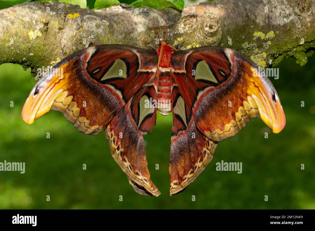 Atlas silkmoth moth with open wings hanging on tree trunk from behind ...