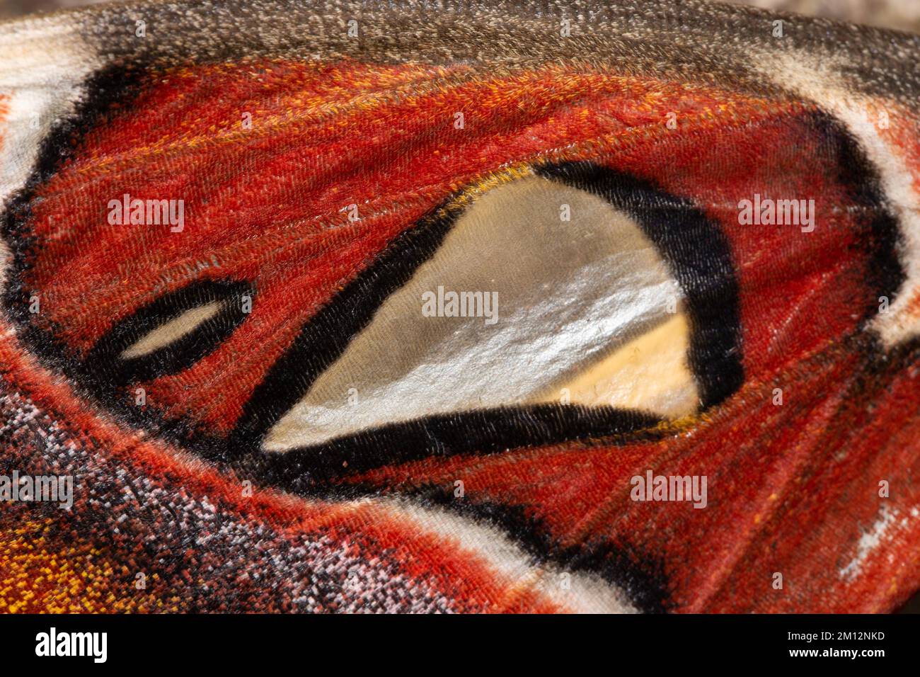 Atlas silkmoth moth wing pattern Stock Photo - Alamy