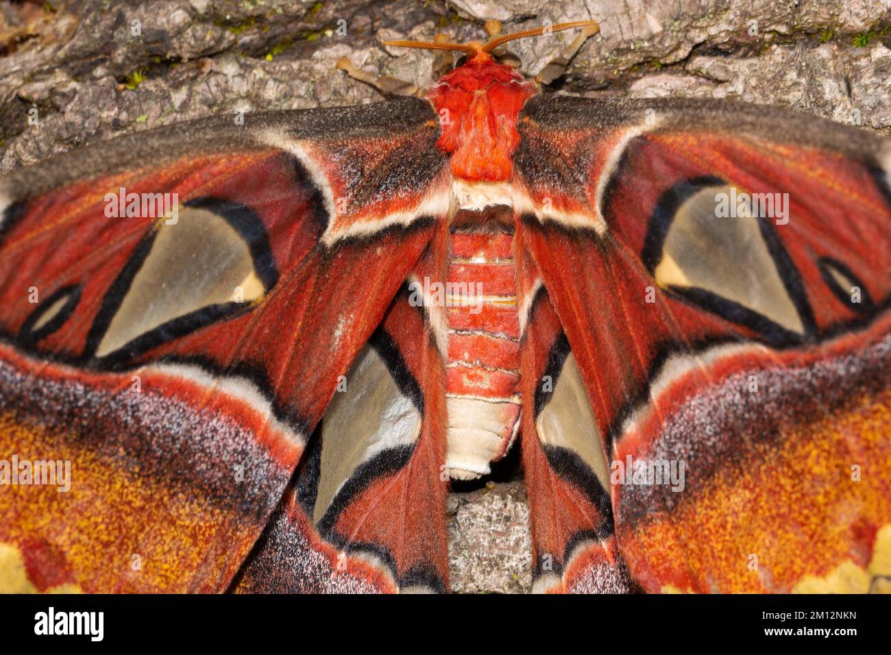 Atlas silkmoth moth with open wings sitting on tree trunk from behind ...