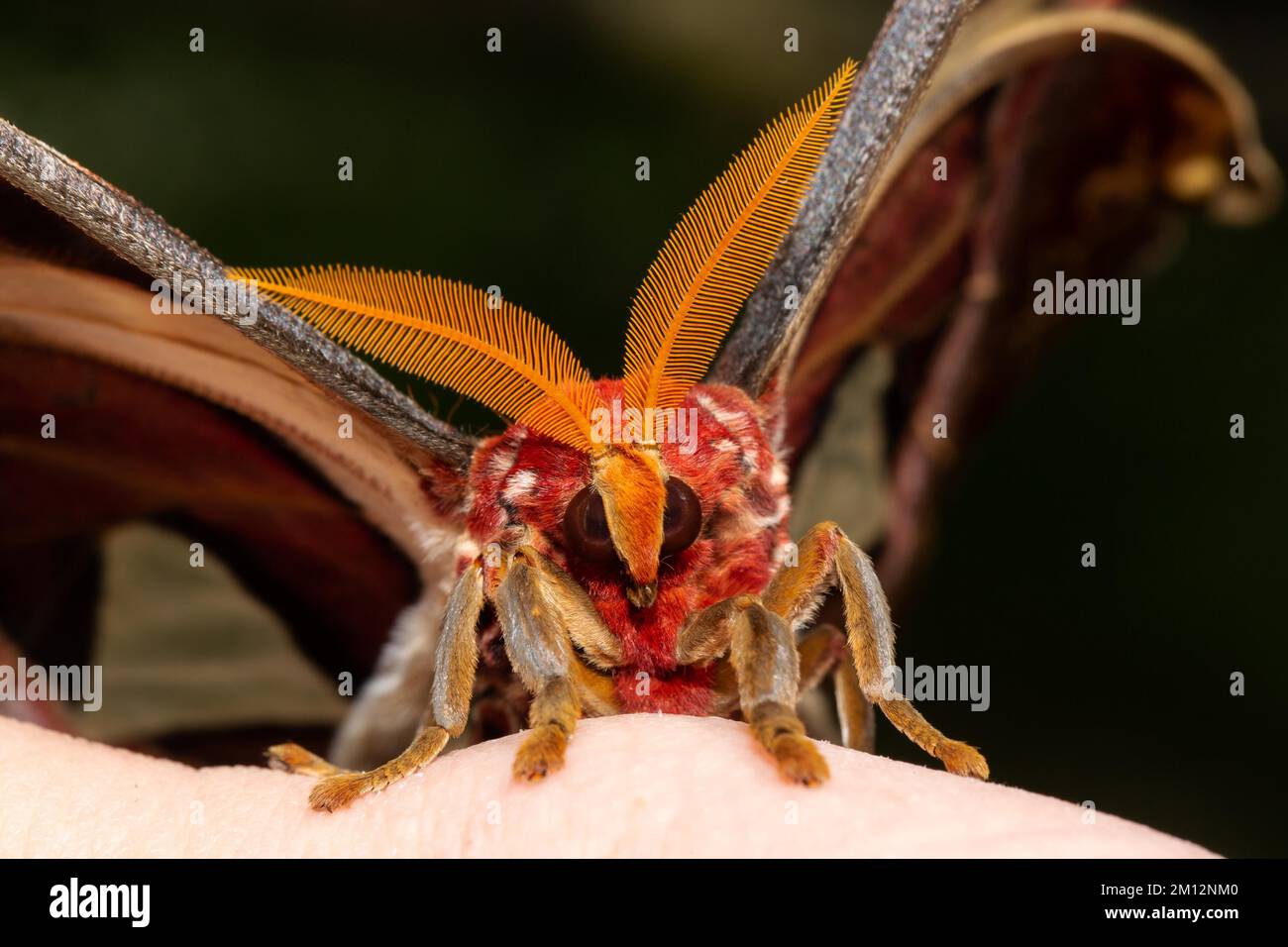 Atlas silkmoth moth head portrait with antennae looking from the front ...