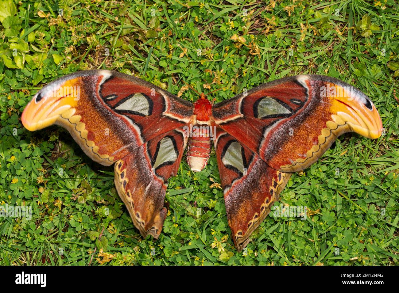 Atlas silkmoth moth with open wings sitting in green grass from behind ...