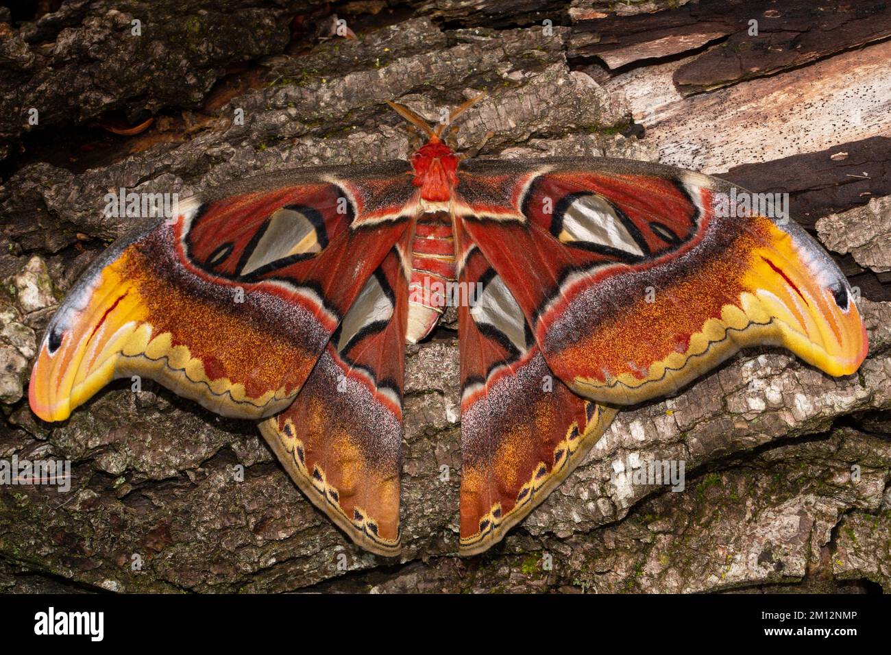 Atlas silkmoth moth with open wings sitting on tree trunk from behind ...
