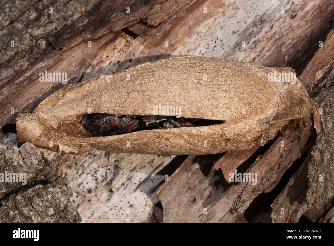 Case moth caterpillar hi-res stock photography and images - Alamy