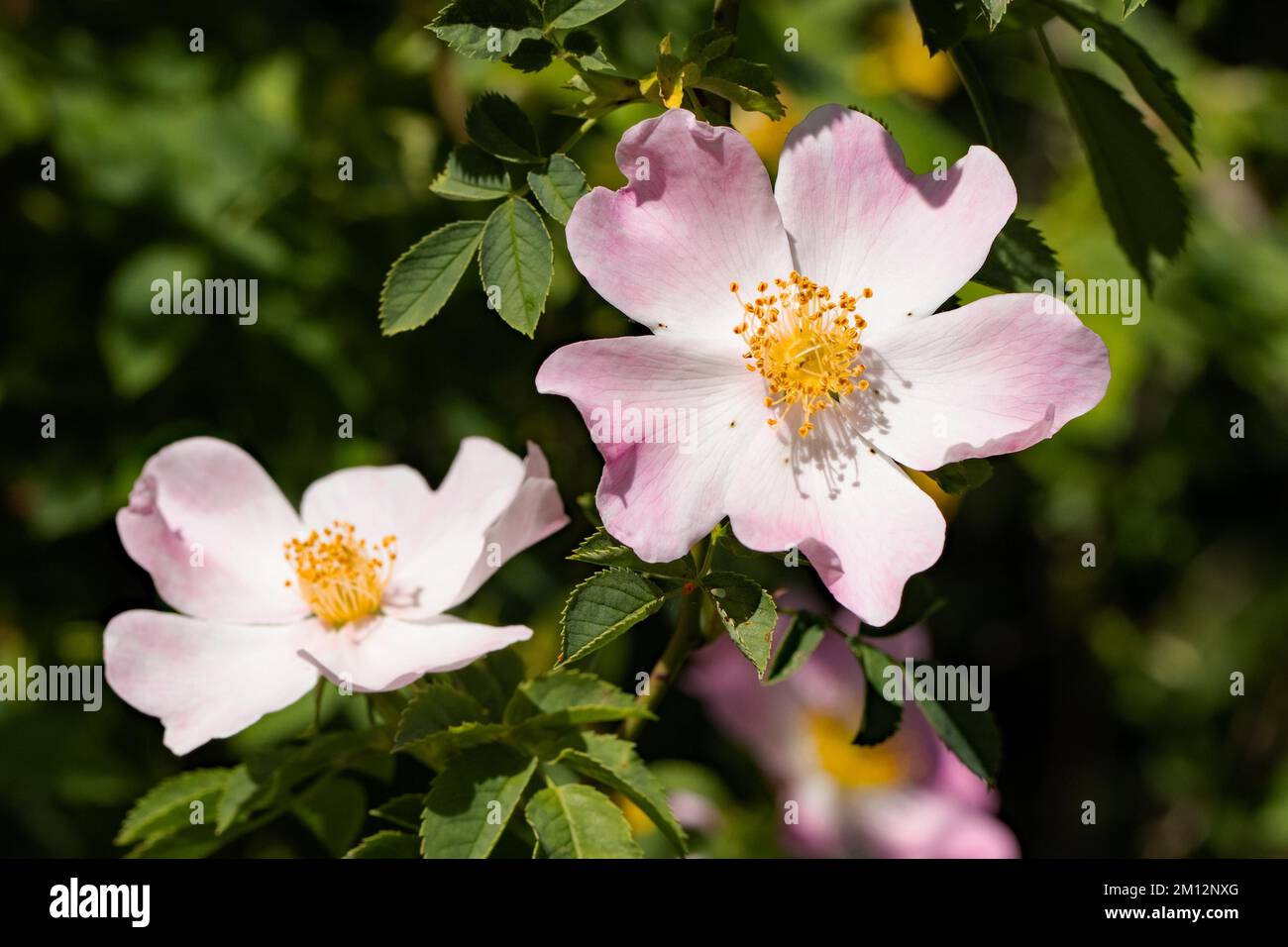 Two pink rose hi-res stock photography and images - Alamy