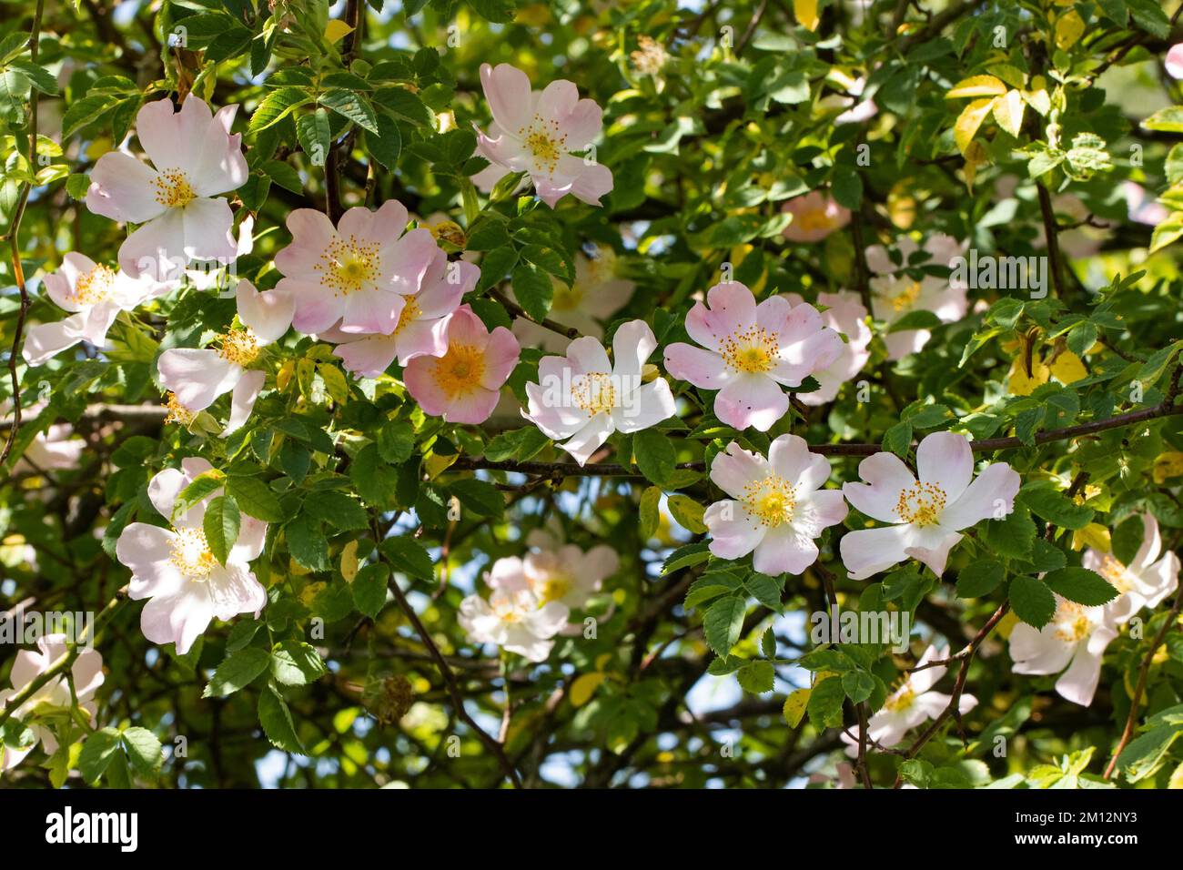 Hedge rose hi-res stock photography and images - Alamy