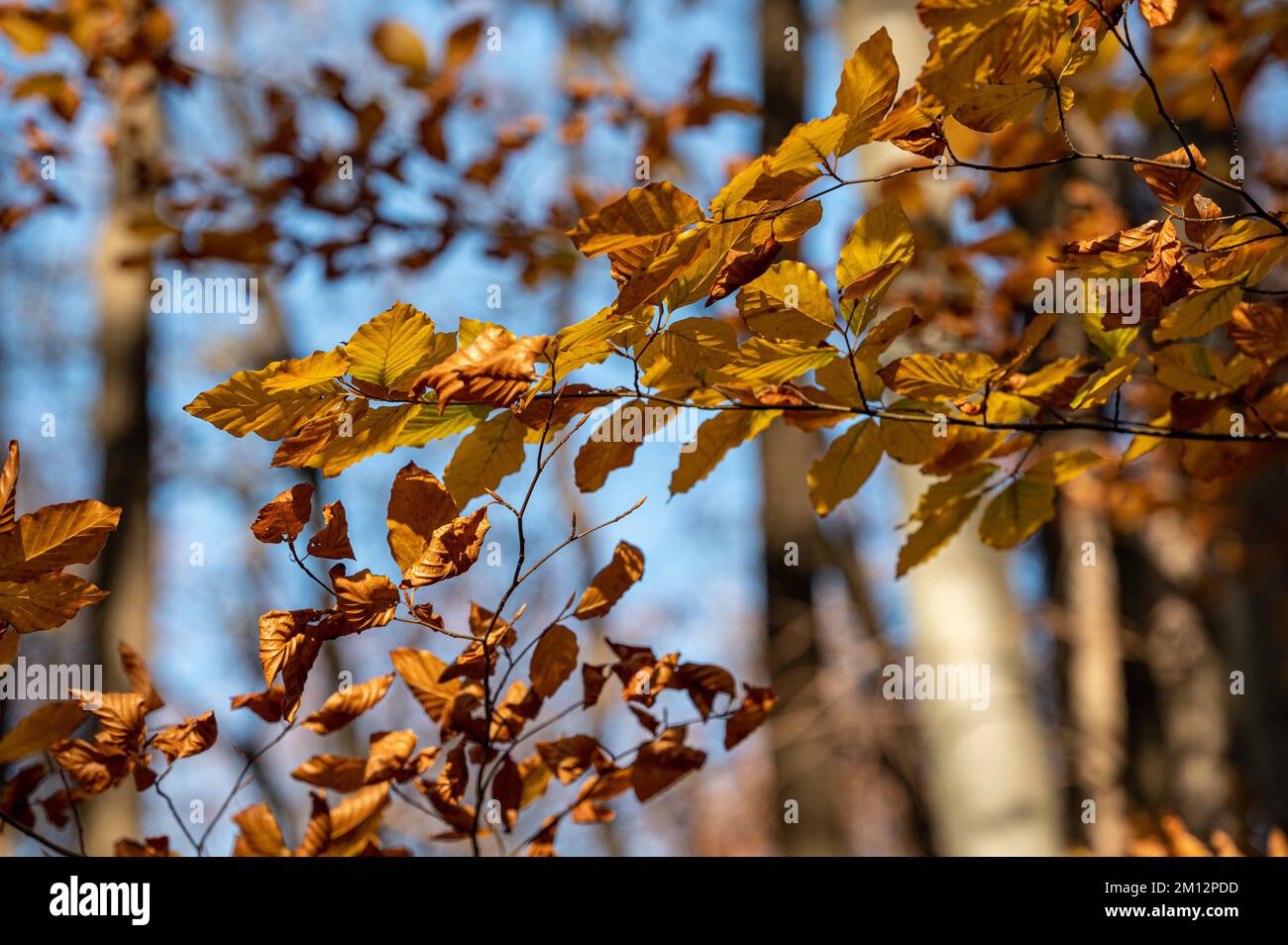 The brown coloured leaves of a beech tree illuminated by the autumn sun ...