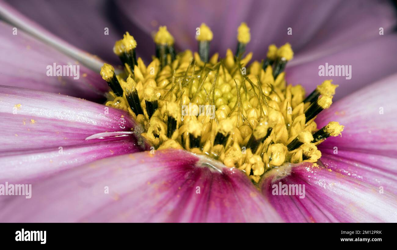 Close-up of the Mexican aster (Cosmos bipinnatus cv.), studio ...