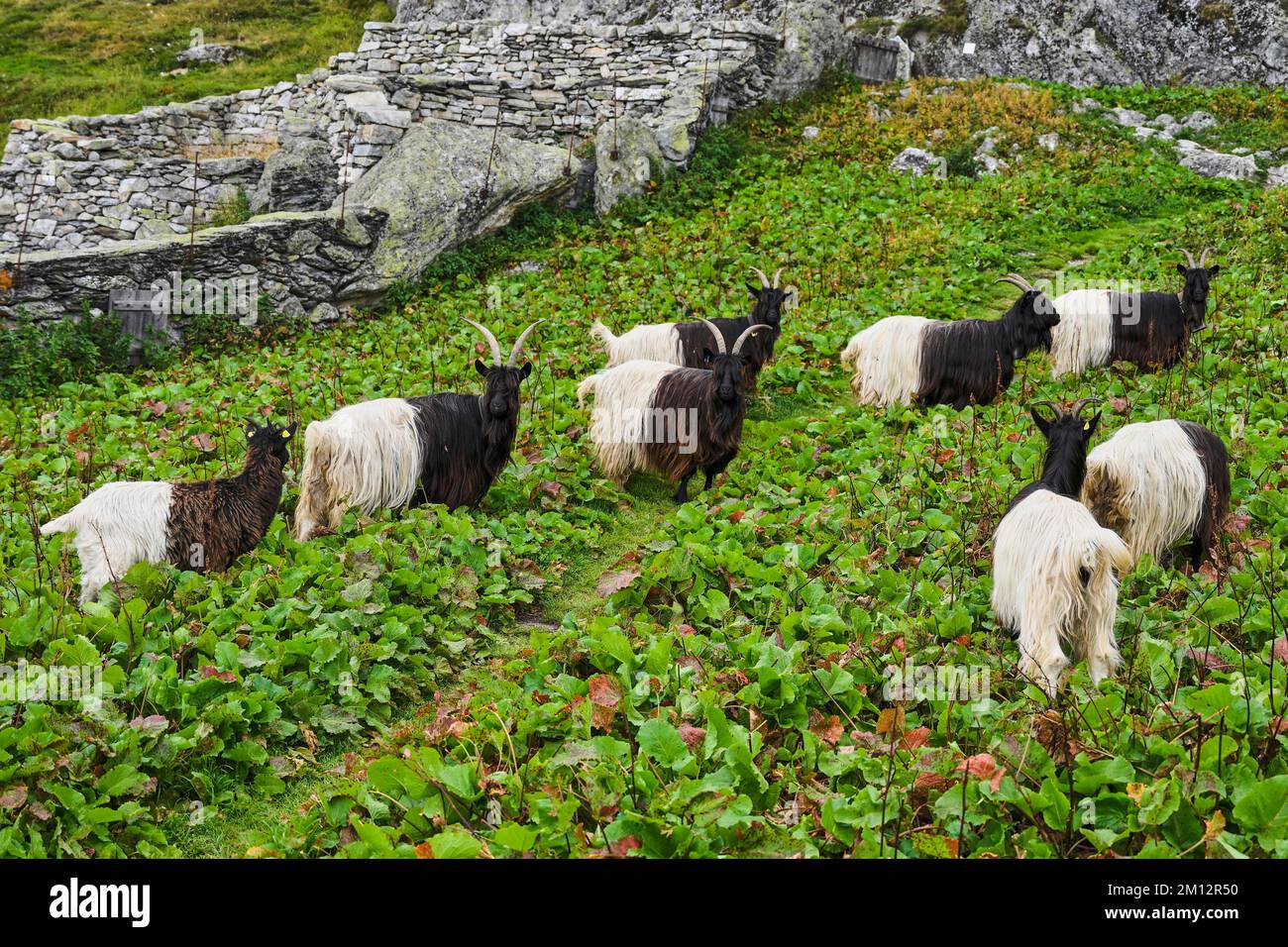 A herd of Valais black-necked domestic goat (Capra aegagrus hircus ...