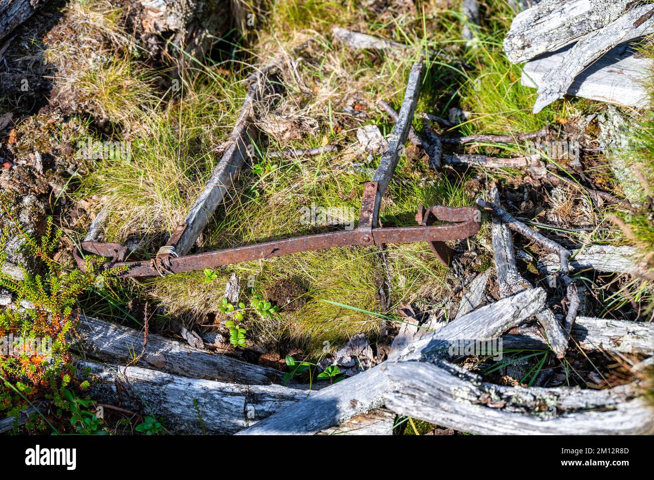 A top view of dry tree branches on a ground Stock Photo - Alamy