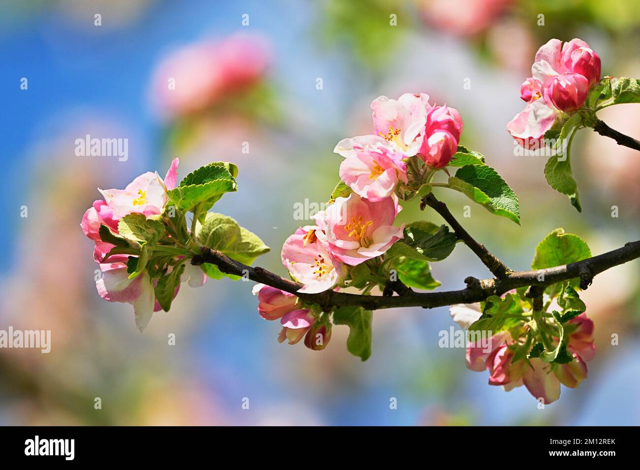 Apple blossom, apple tree (Malus domestica), Switzerland, Europe Stock ...