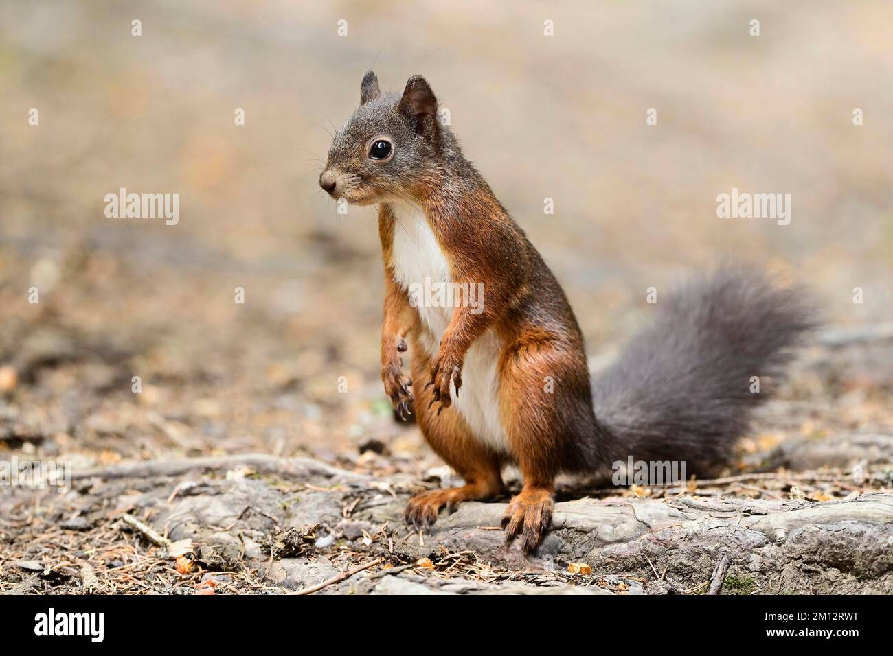 Eurasian red squirrel (Sciurus vulgaris), standing erect on the ground ...