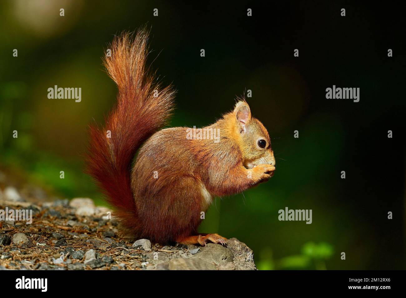 Eurasian red squirrel (Sciurus vulgaris), feeding, Switzerland, Europe ...