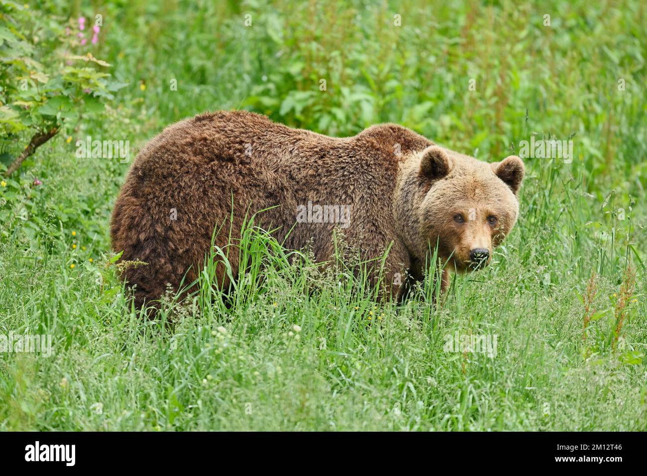 Eurasian brown bear, European brown bear (Ursus arctos arctos), adult, standing in meadow ...