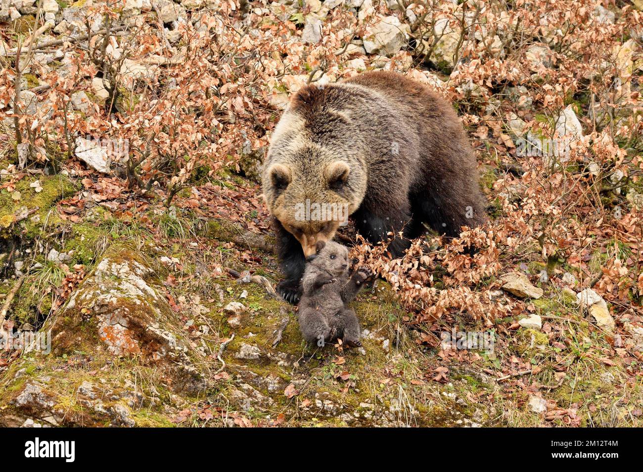 Female brown bear (Ursus arctos) carrying her offspring, cub, baby, in ...