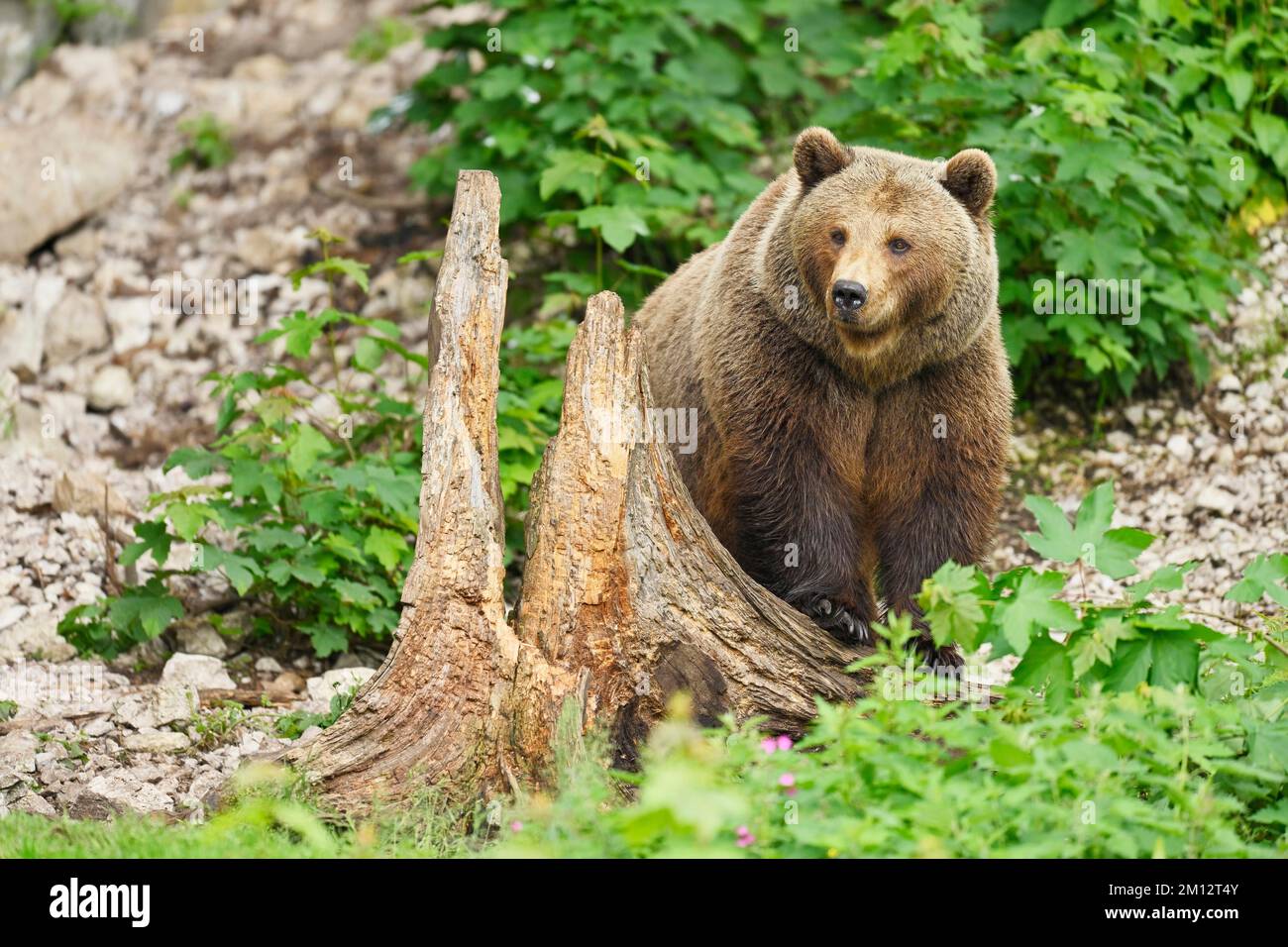 Eurasian brown bear, European brown bear (Ursus arctos arctos), adult ...