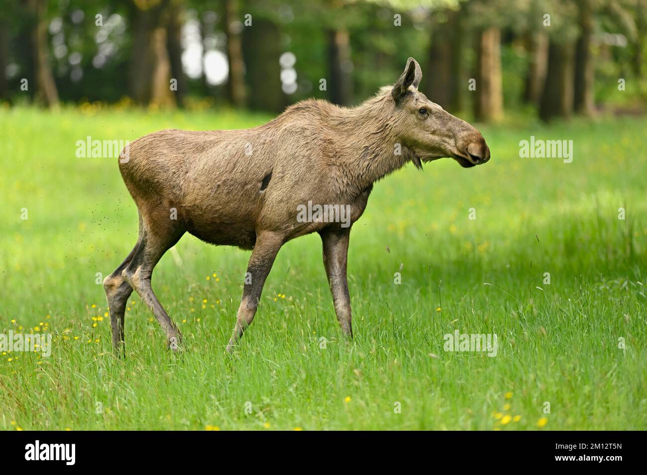Elk (Alces alces), standing in meadow, captive, Switzerland, Europe ...