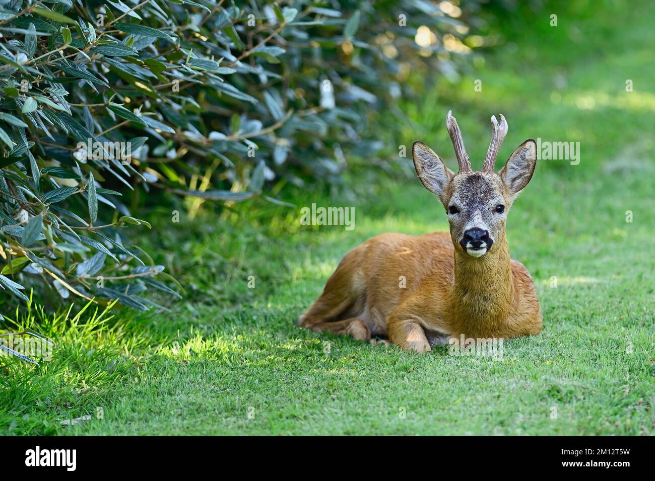 European roe deer (Capreolus capreolus), sitting on the ground ...
