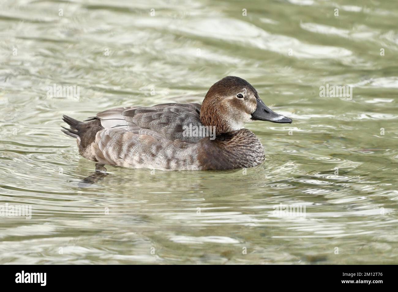 Common pochard (Aythya ferina), female, Lake Zug, Switzerland, Europe ...