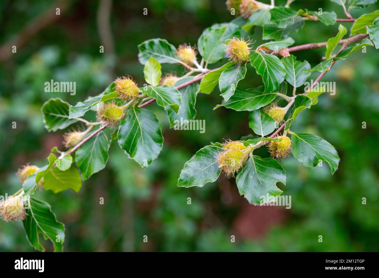 Branch of a beech with beechnuts hi-res stock photography and images ...