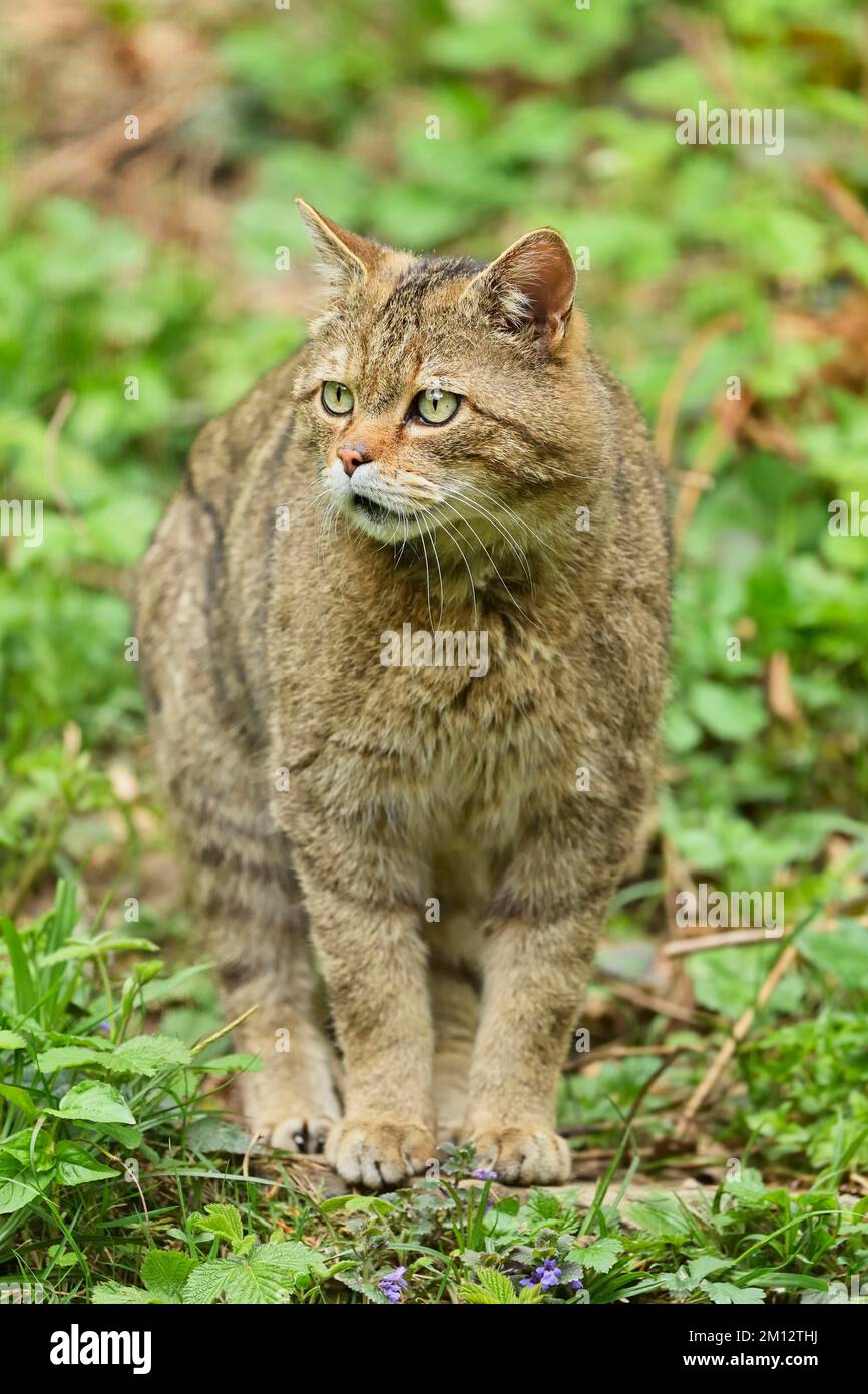 Male felis silvestris european wild cat hi-res stock photography and ...