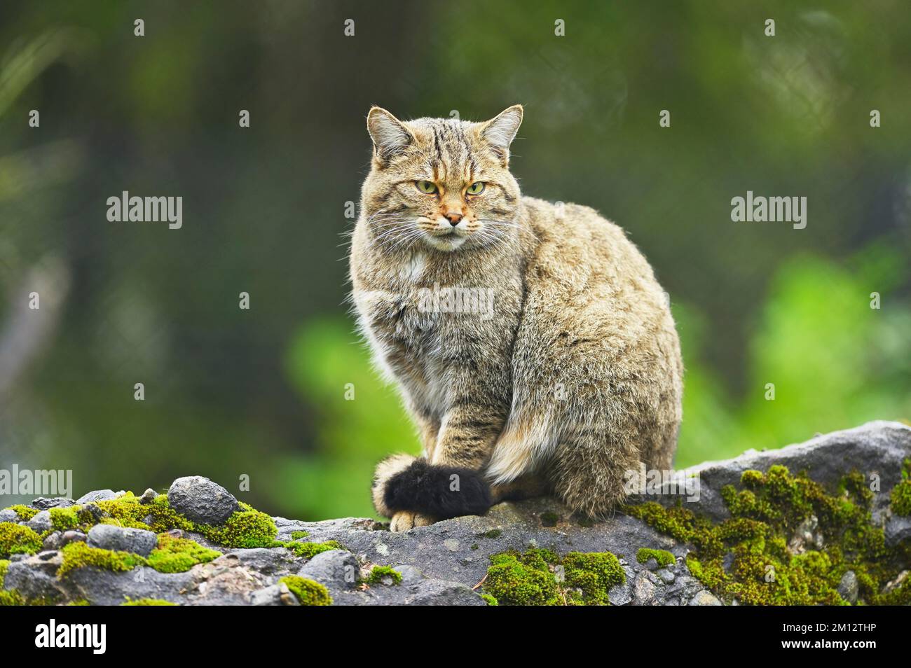 Cat switzerland hi-res stock photography and images - Alamy