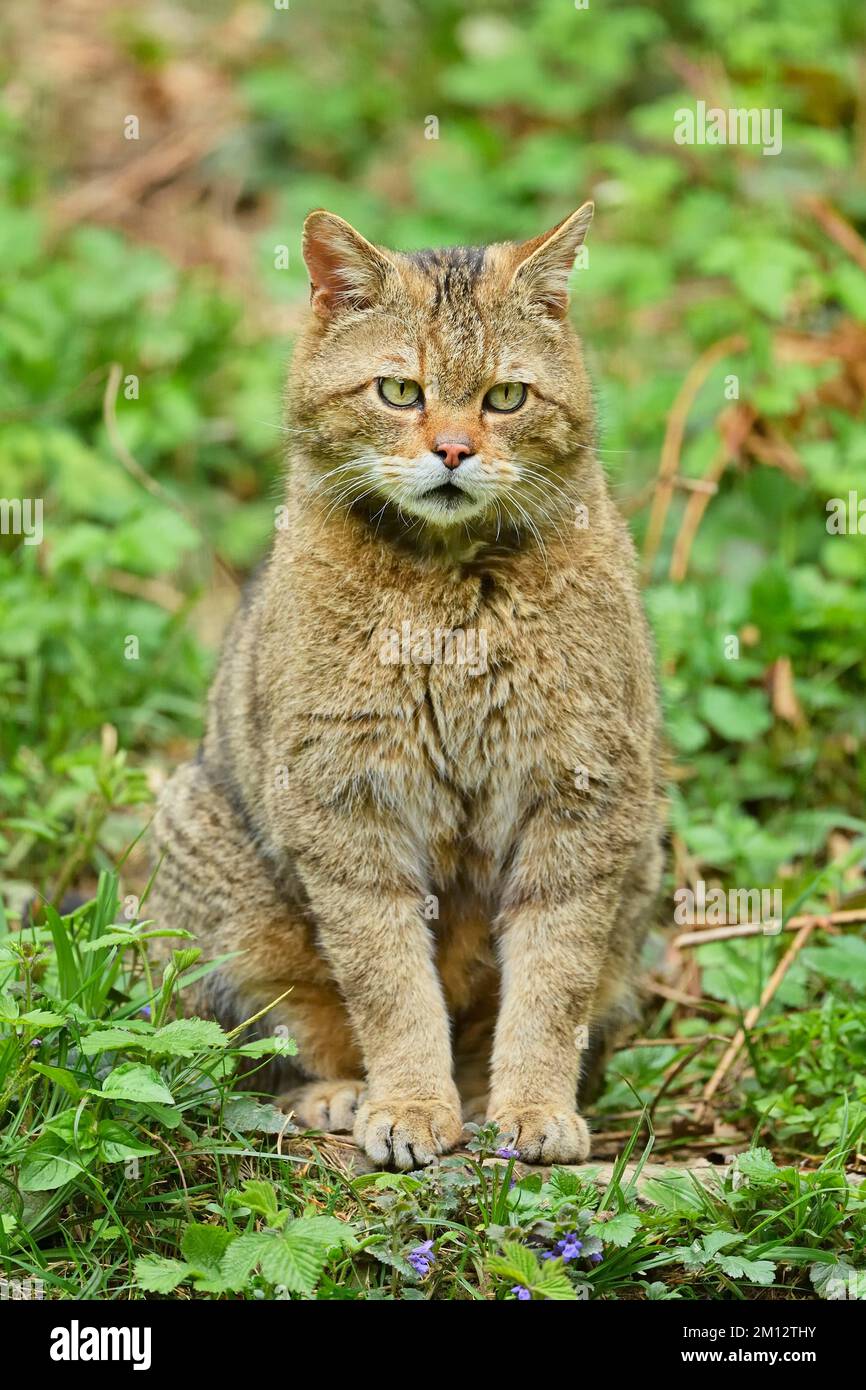 European wildcat (Felis silvestris silvestris), male sitting in bushes ...