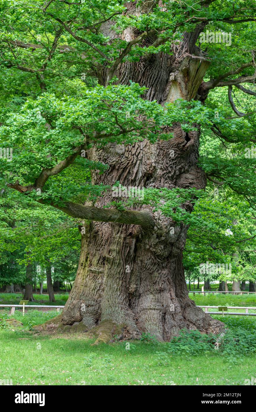 1000 year old oak tree hi-res stock photography and images - Alamy