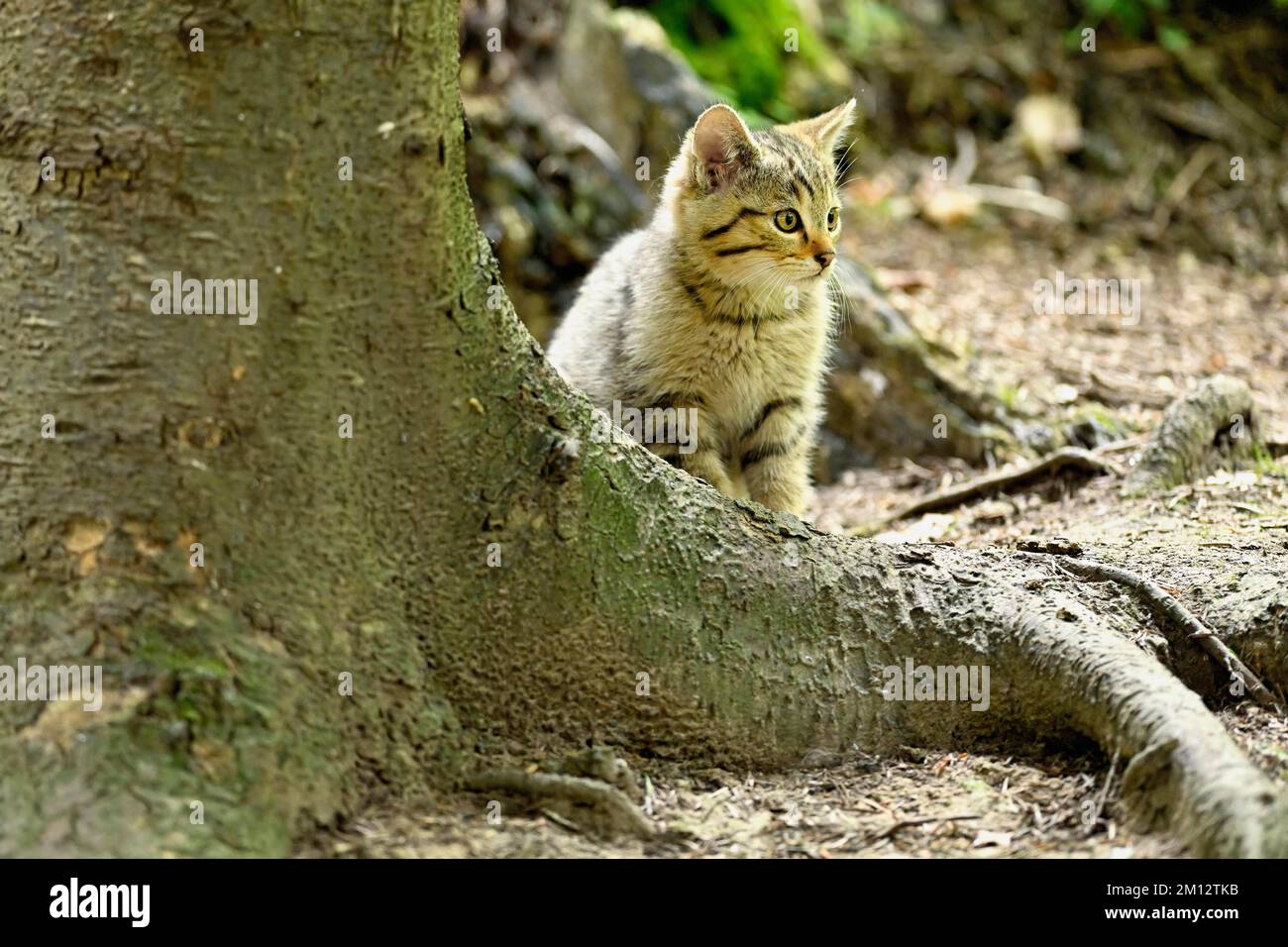 European wildcat (felis silvestris), young animal sitting on the ground ...