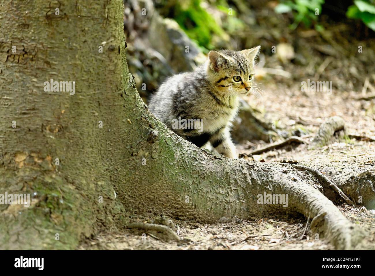 European wildcat (felis silvestris), young animal sitting on the ground ...
