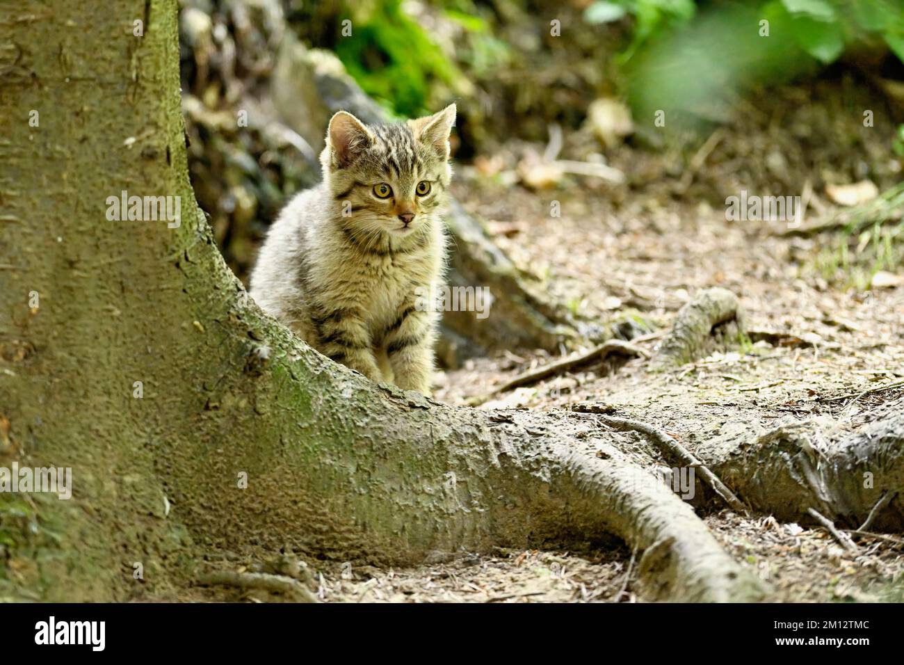 European wildcat (felis silvestris), young animal sitting on the ground ...
