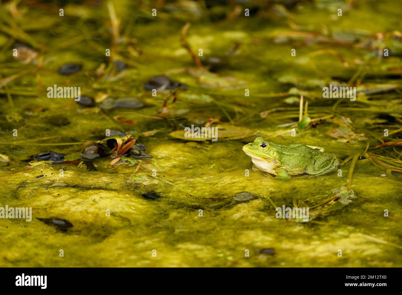 Green frog (rana esculenta), sitting on algae carpet in pond ...