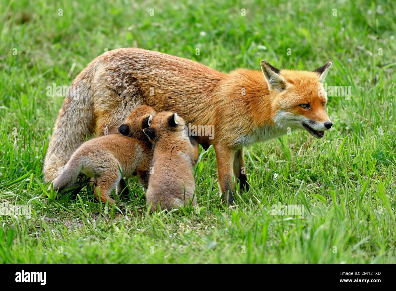 Two red fox (Vulpes vulpes), sucking mother's milk from the fawn ...