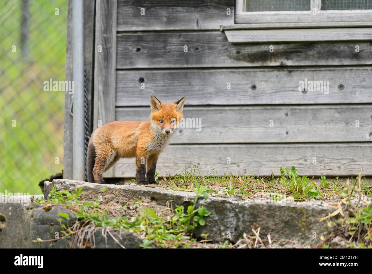 Red fox (Vulpes vulpes), pup standing in front of chicken house, captive, Switzerland, Europe ...
