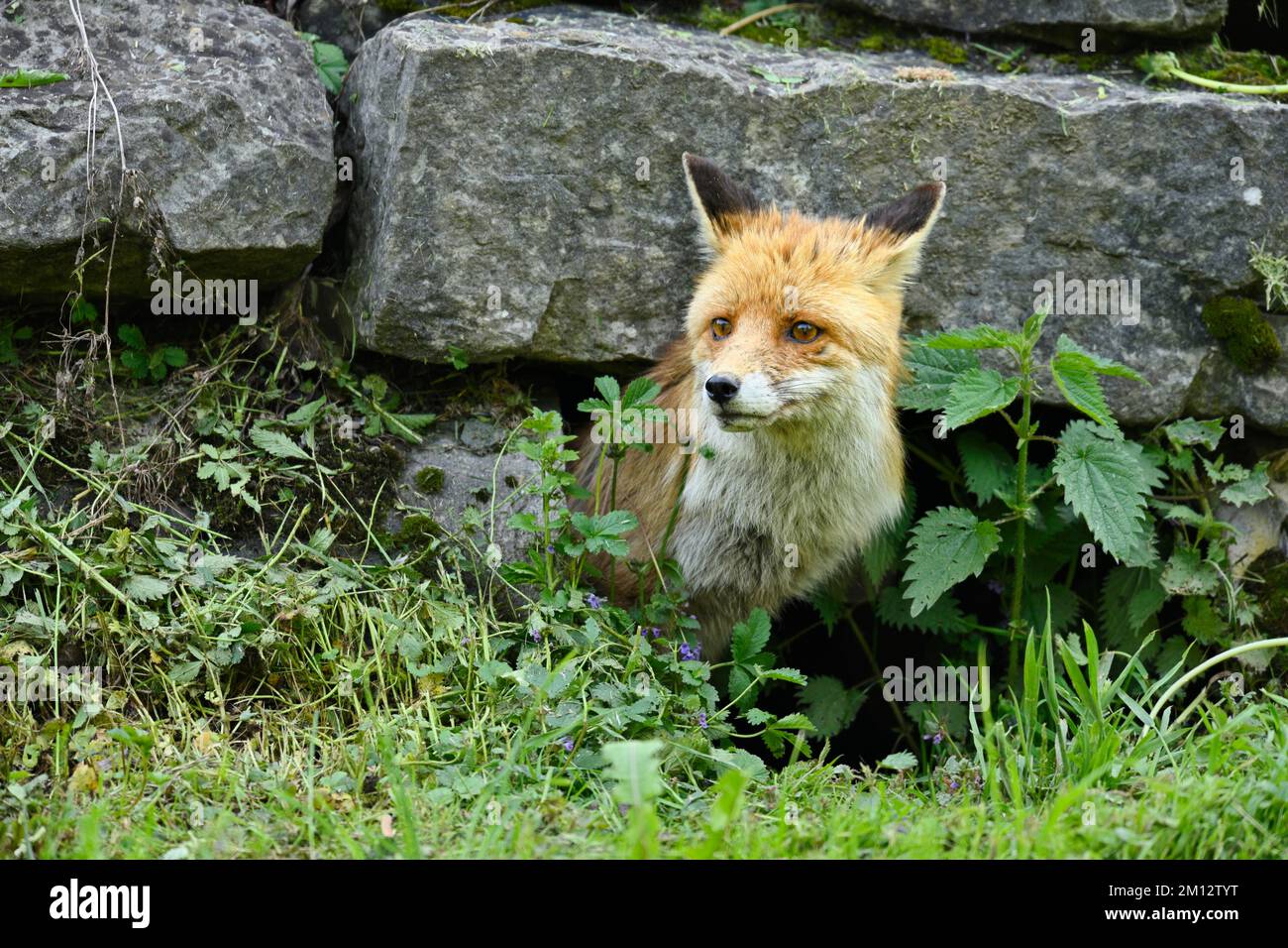 Red fox (Vulpes vulpes), looking out of its foxhole, captive, Switzerland, Europe Stock Photo ...