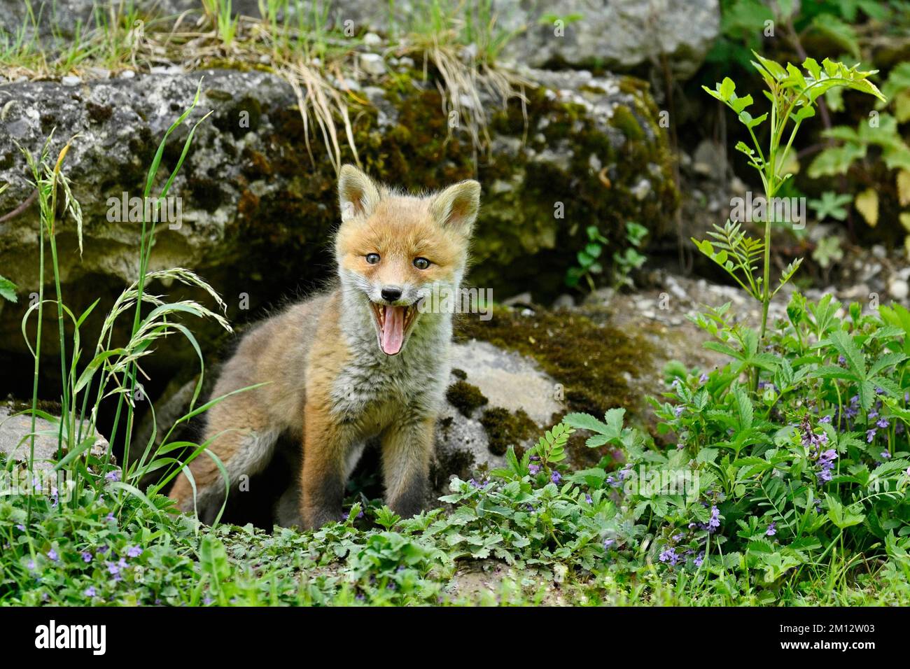 Young red fox (Vulpes vulpes), standing with open mouth in front of its hell, captive ...
