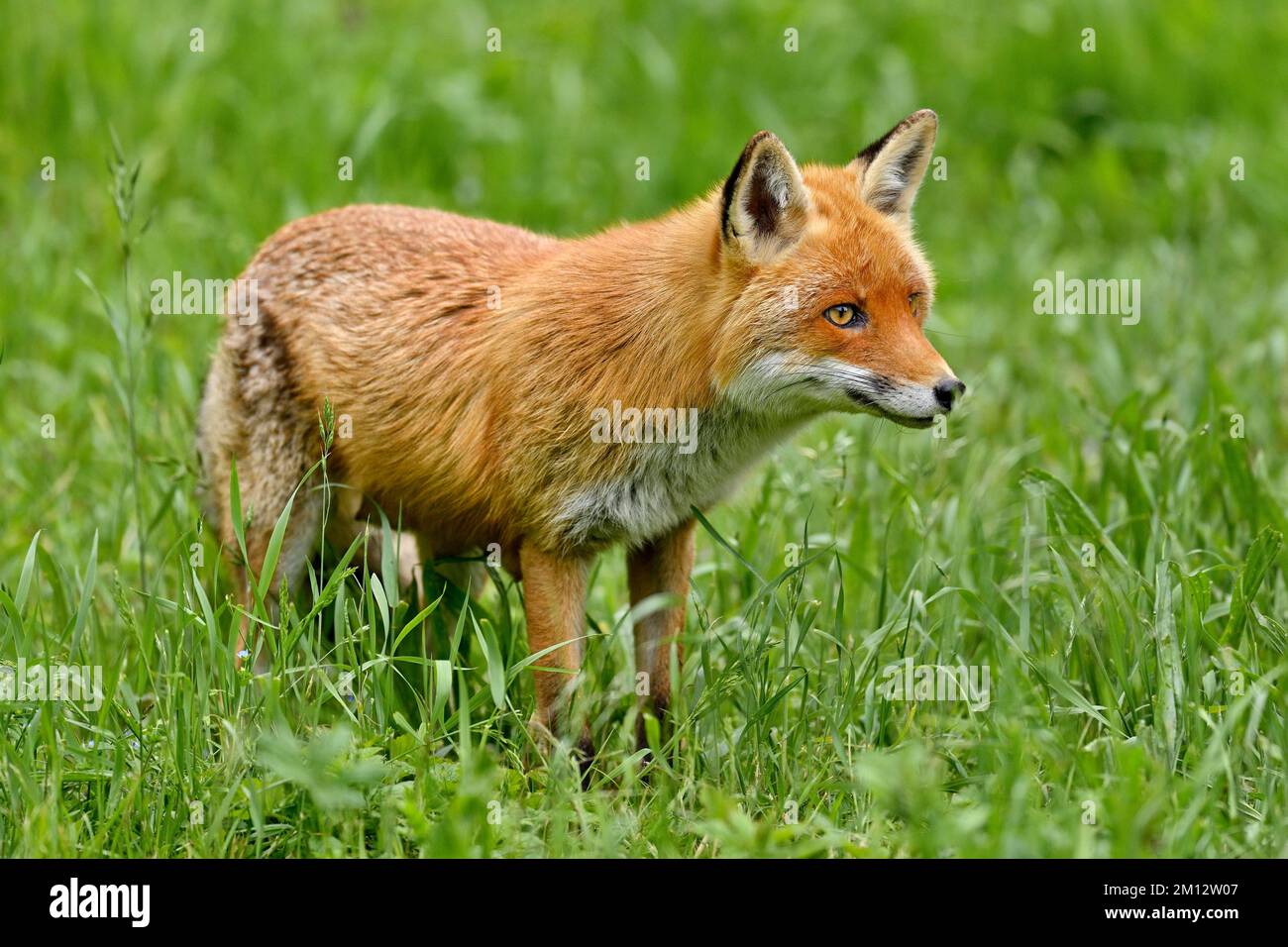 Red fox (Vulpes vulpes), fawn standing in meadow, Switzerland, Europe ...