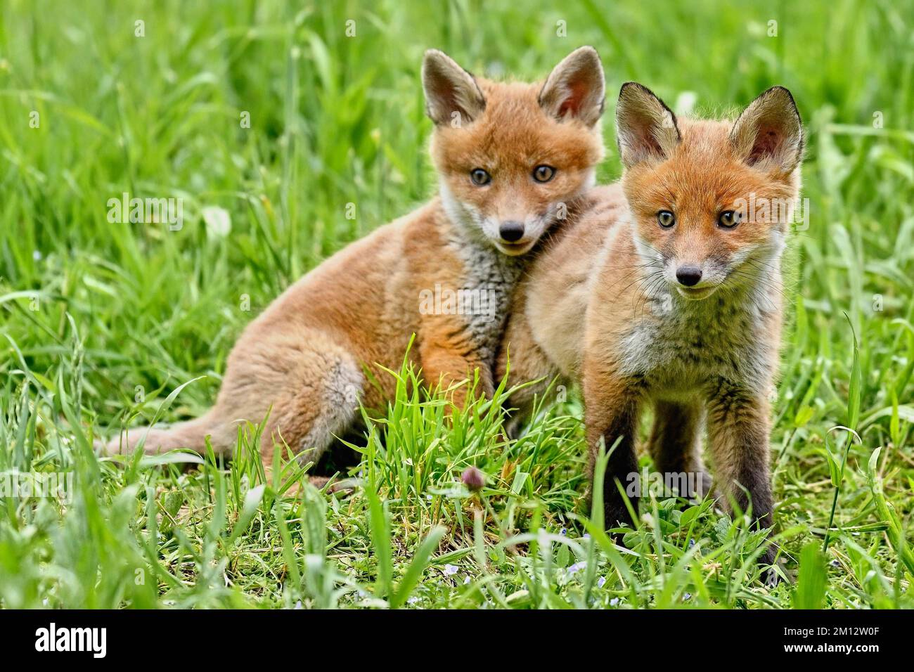 Red fox (Vulpes vulpes), two pups standing in a meadow, captive ...