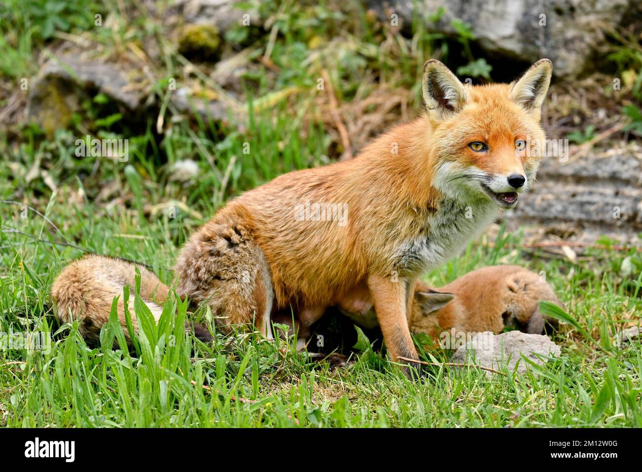 A red fox (Vulpes vulpes), sucking mother's milk from a fawn, captive ...