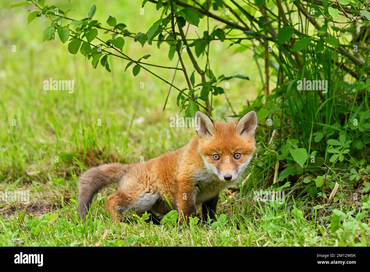 Red fox (Vulpes vulpes), pup sitting in meadow, Switzerland, Europe Stock Photo - Alamy
