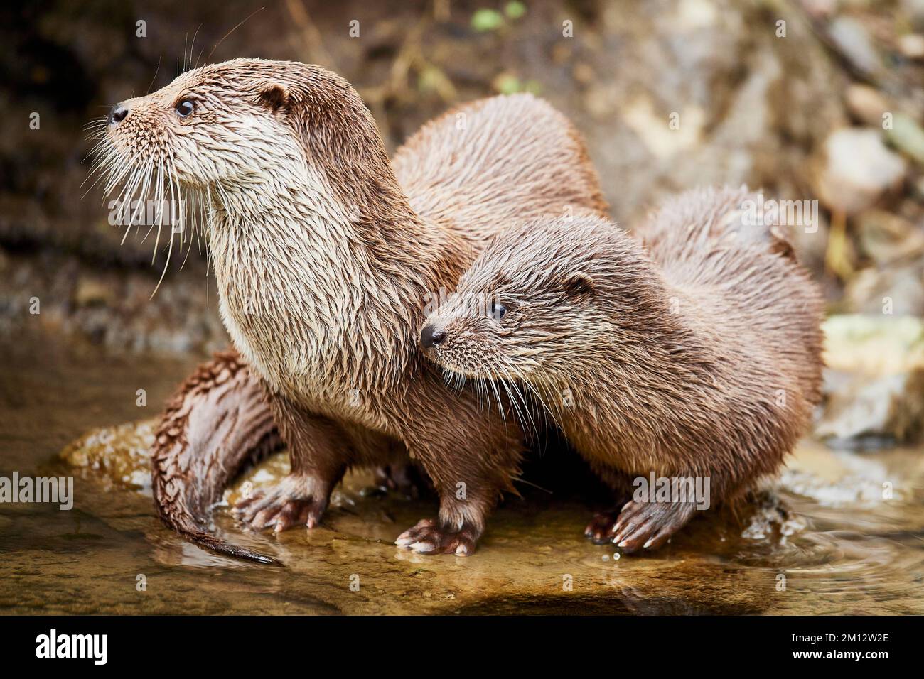 Otter mother hi-res stock photography and images - Alamy