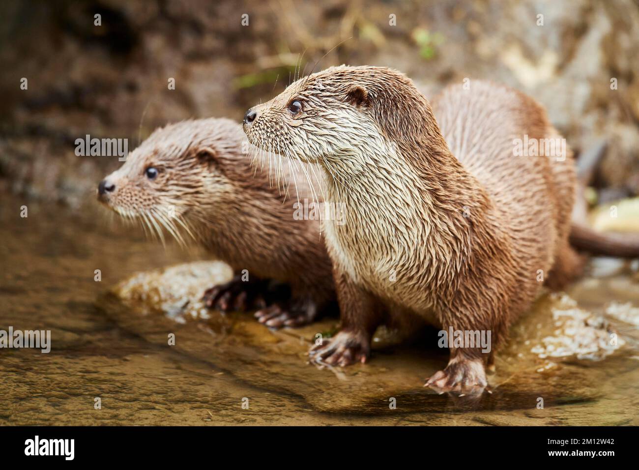 Otter mother hi-res stock photography and images - Alamy