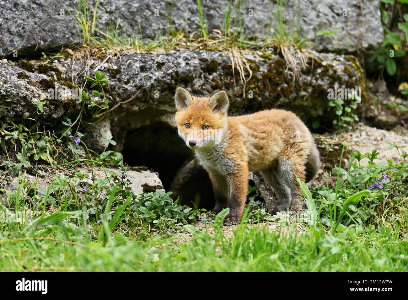 Red fox (Vulpes vulpes), pup standing in front of its den, captive, Switzerland, Europe Stock ...