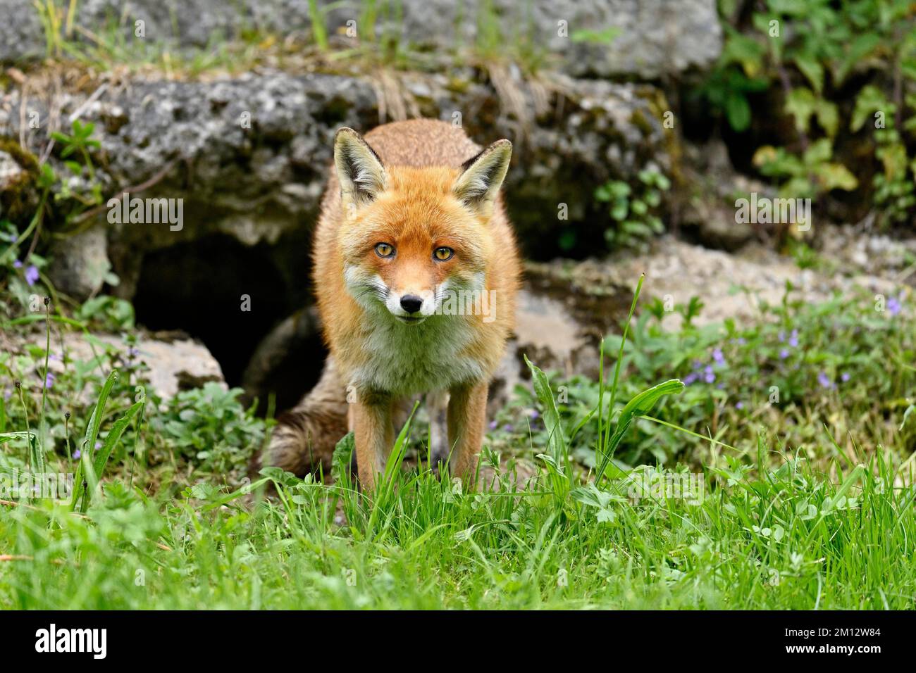 Red fox (Vulpes vulpes), standing in front of its den, captive, Switzerland, Europe Stock Photo ...