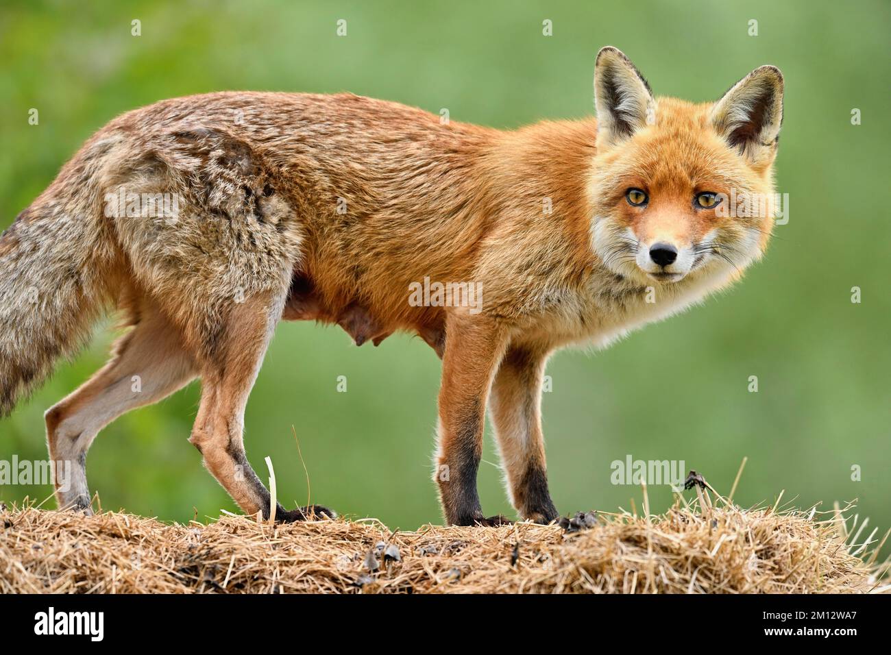 Red fox (Vulpes vulpes), fawn standing on pile of straw, captive, Switzerland, Europe Stock ...