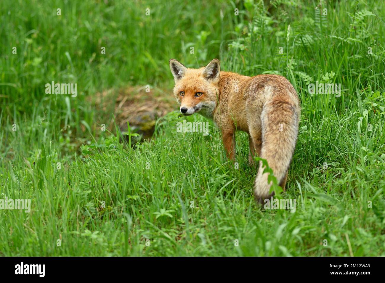 Red fox (Vulpes vulpes), standing in a meadow, Canton Zug, Switzerland ...