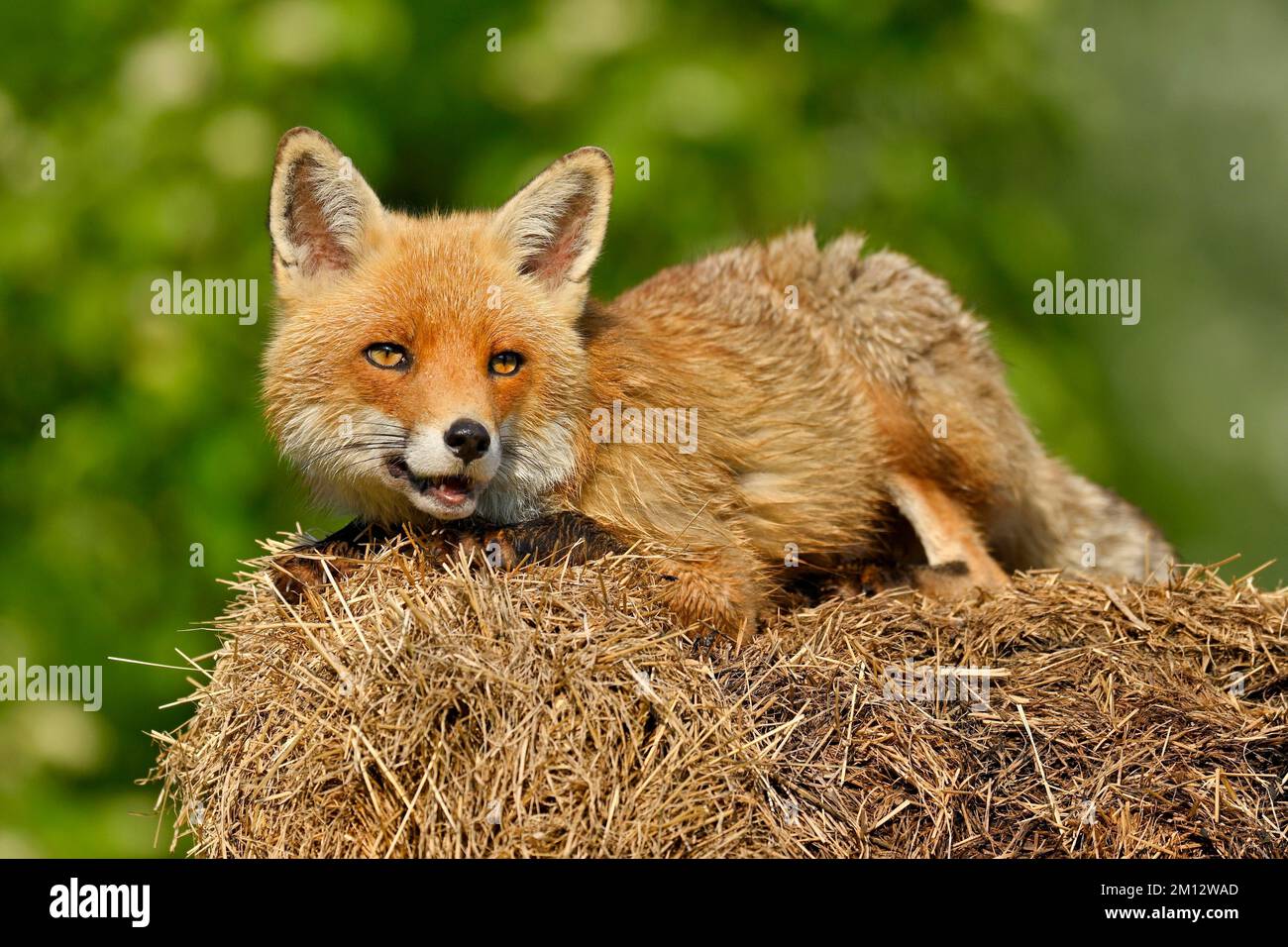 Red fox (Vulpes vulpes), fawn sitting on pile of straw, captive, Switzerland, Europe Stock Photo ...